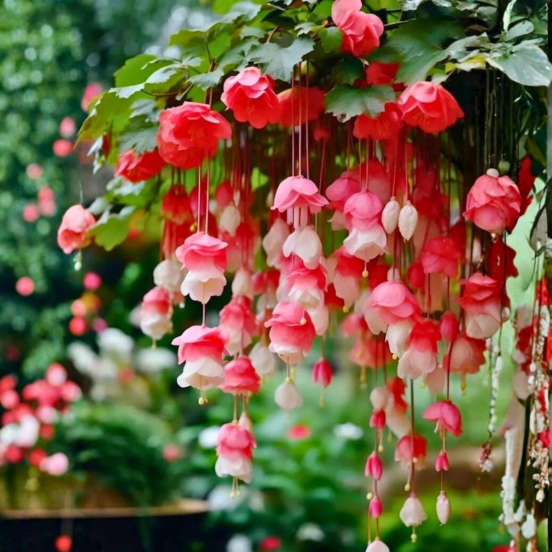25 Red & White Weeping Begonia Seeds Cascading Bicolor Flowers Shade ...