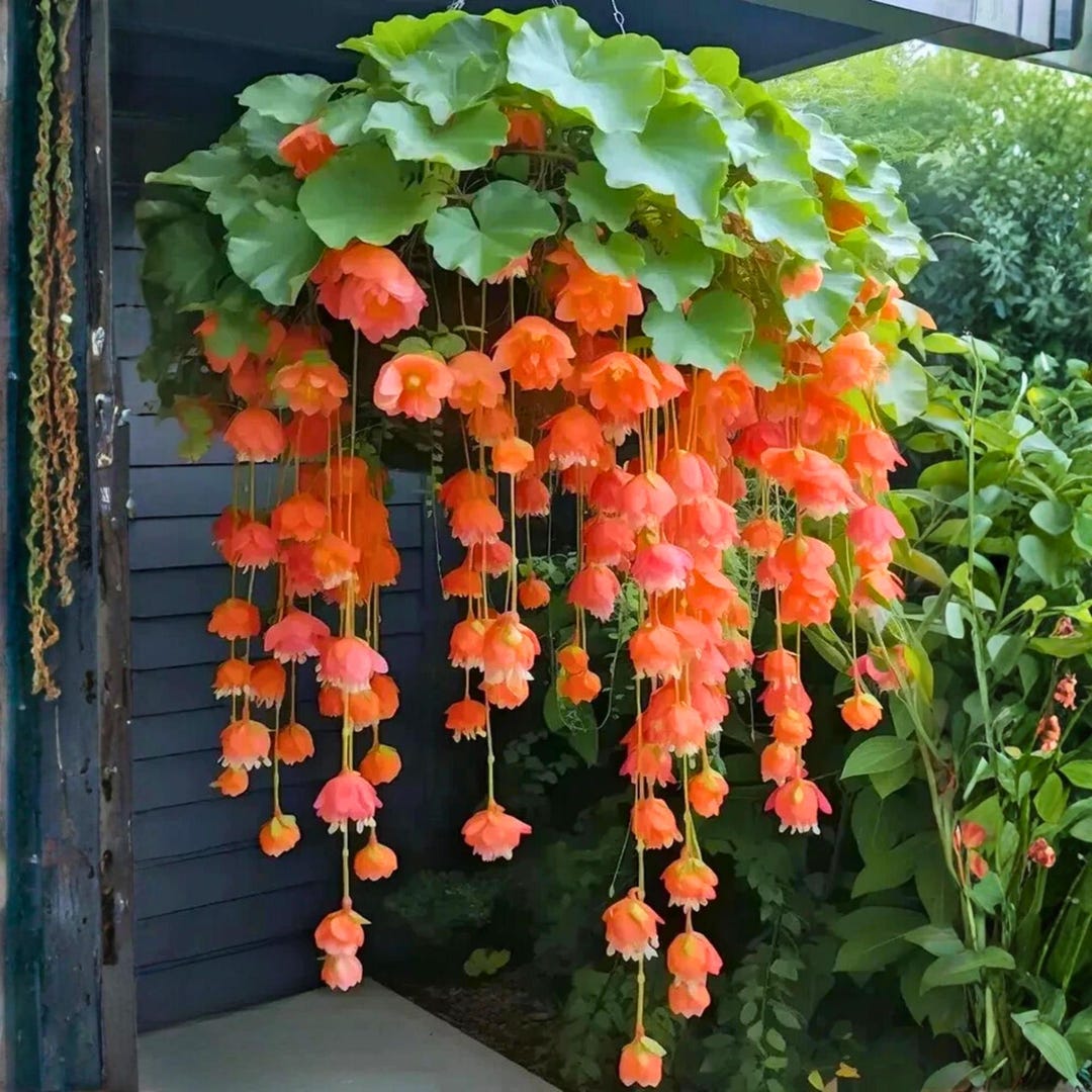 25 Orange Weeping Begonia Seeds Cascading Shade Blooms Hanging Basket ...