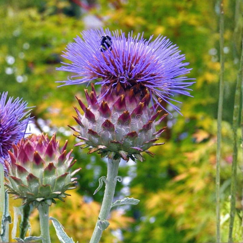 200 Globe Artichoke Thistle Seeds for Garden Planting Heirloom Cynara ...