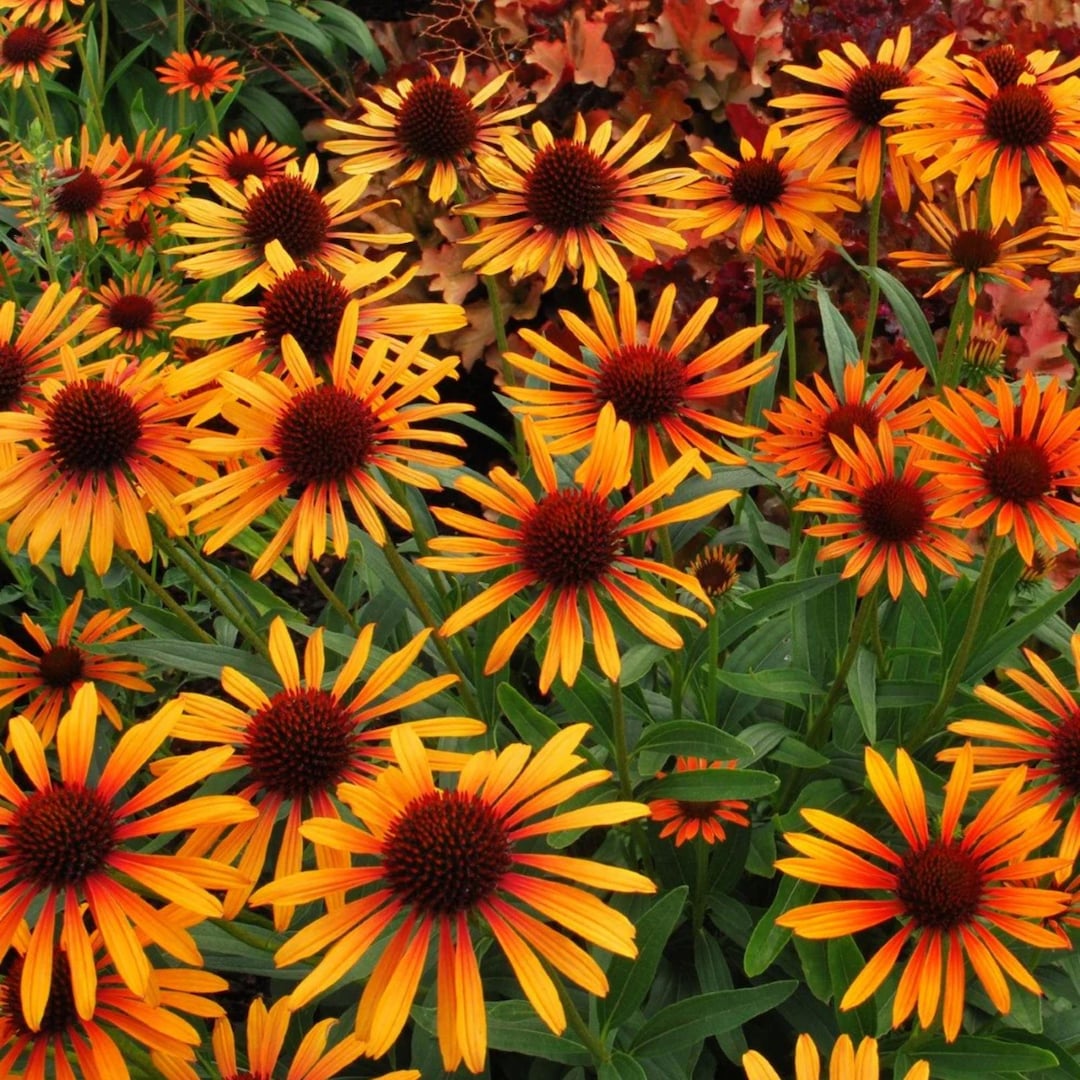 200 Tiger Coneflower Daisy Seeds Unique Coneflower Variety Vibrant ...