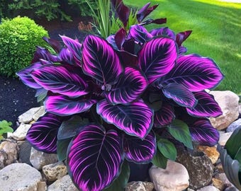 Purple Tip Calathea 25 Seeds: Rare Tropical Houseplant, Decorative ...