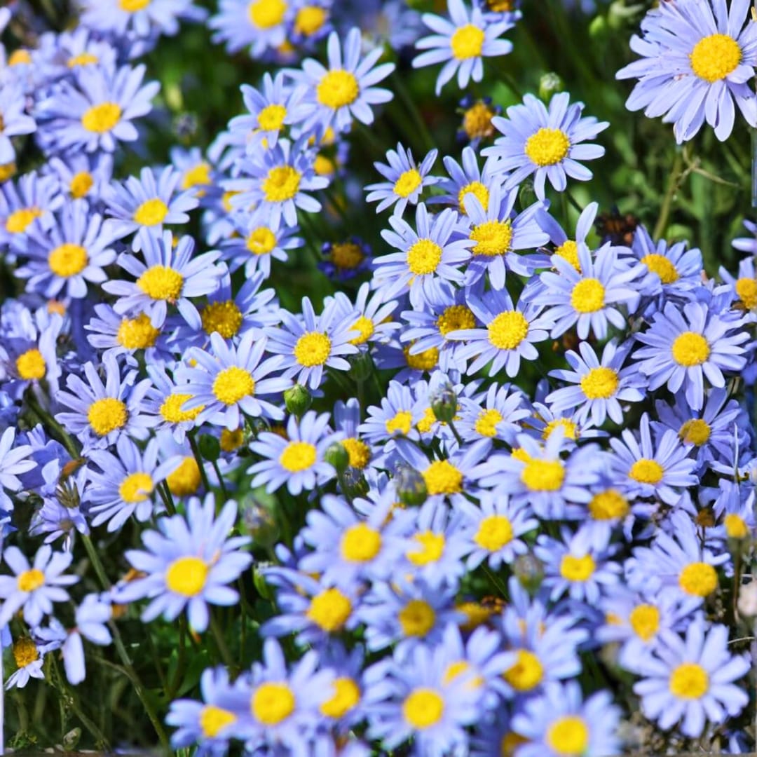200 Blue Marguerite Daisy Seeds Soft Blue Flower for Garden Beds, Pots ...