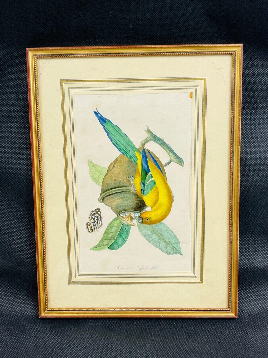 Beautiful Engraving Nature Garden IV Guaruba Parakeet - Etsy