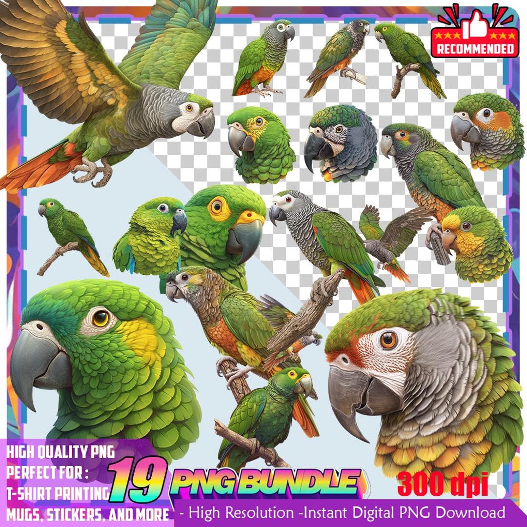 Conure Clipart Bundle | Colorful Tropical Parrot Bird Art | Digital ...
