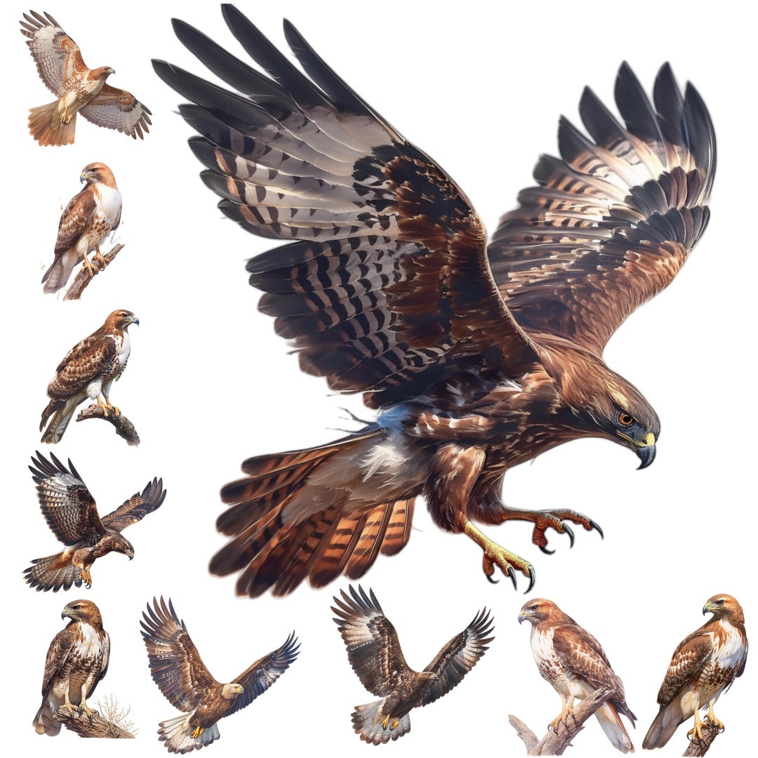 Buzzard Clipart | 10 High-quality Designs | Wall Art | Paper Craft ...