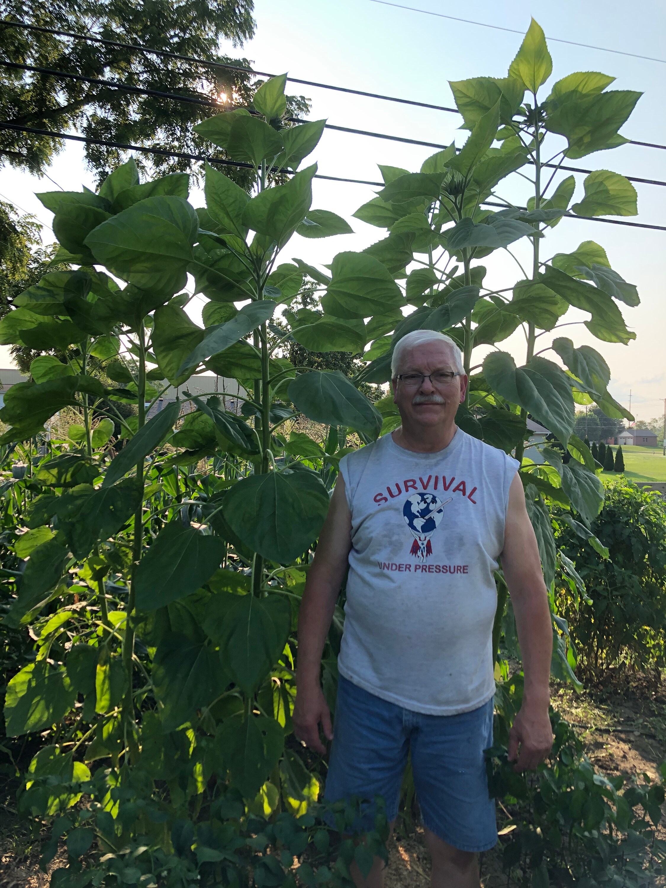 Sunflower Stalk Walking Stick Cane Carved Mushroom - Etsy