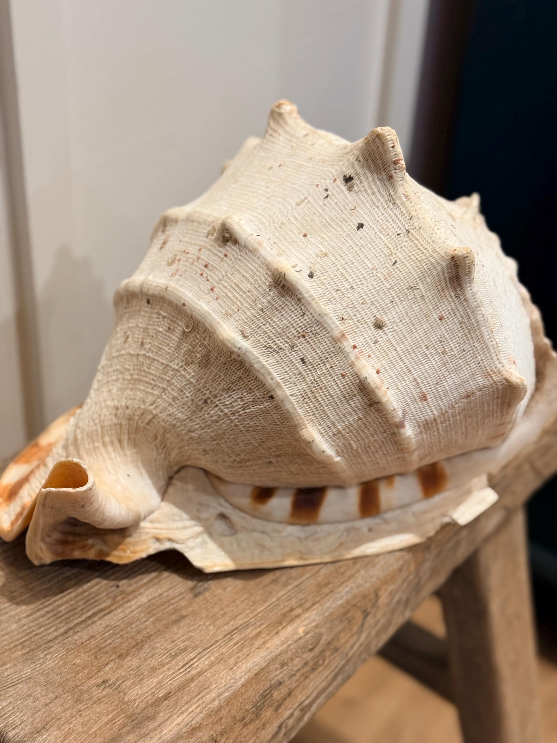 Vintage 12" Queen Helmet Conch Shell – Large Display Shell With Rich ...