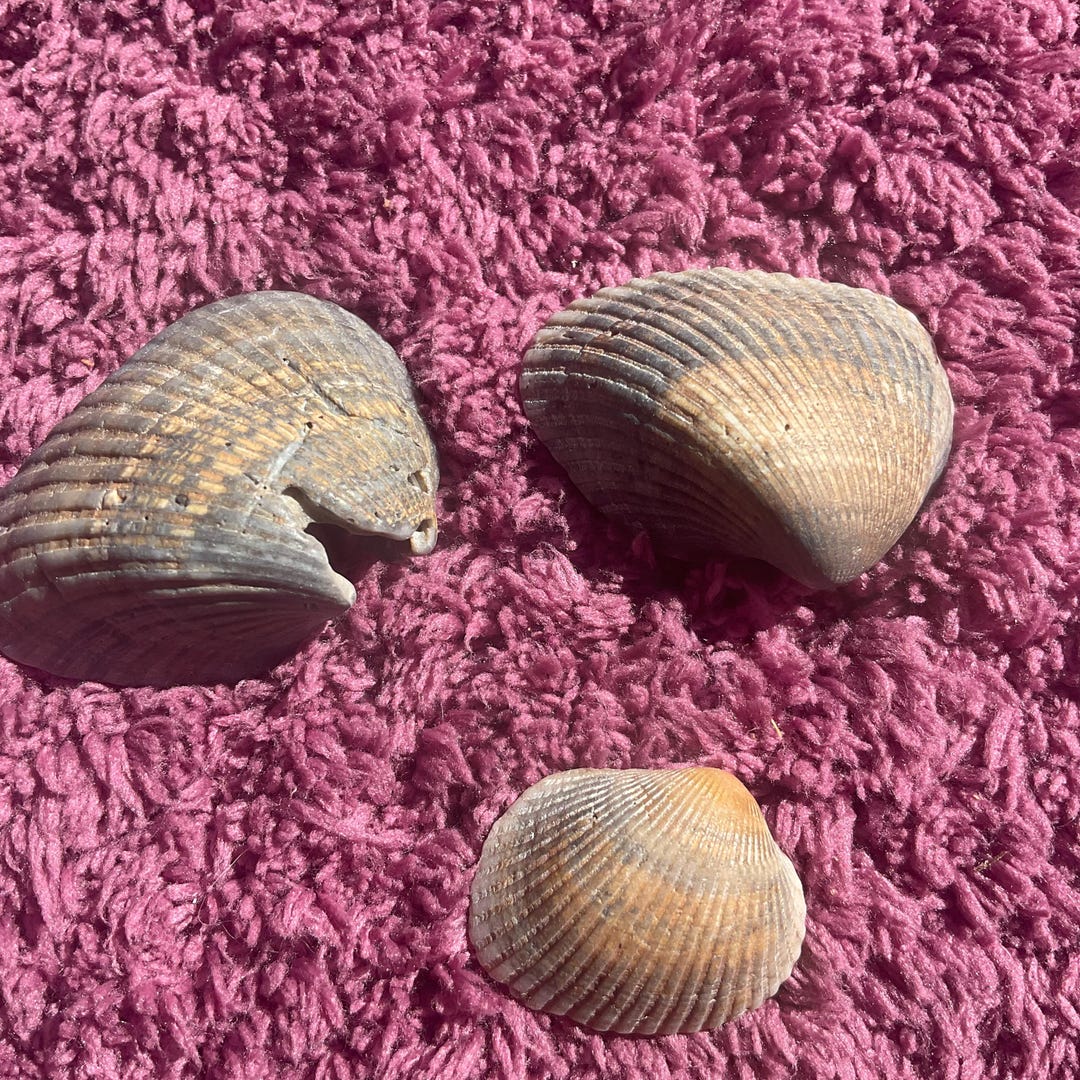 Arks Atlantic Cockle Clam Shell. Dinocarbium Robustum. Gulf of America ...