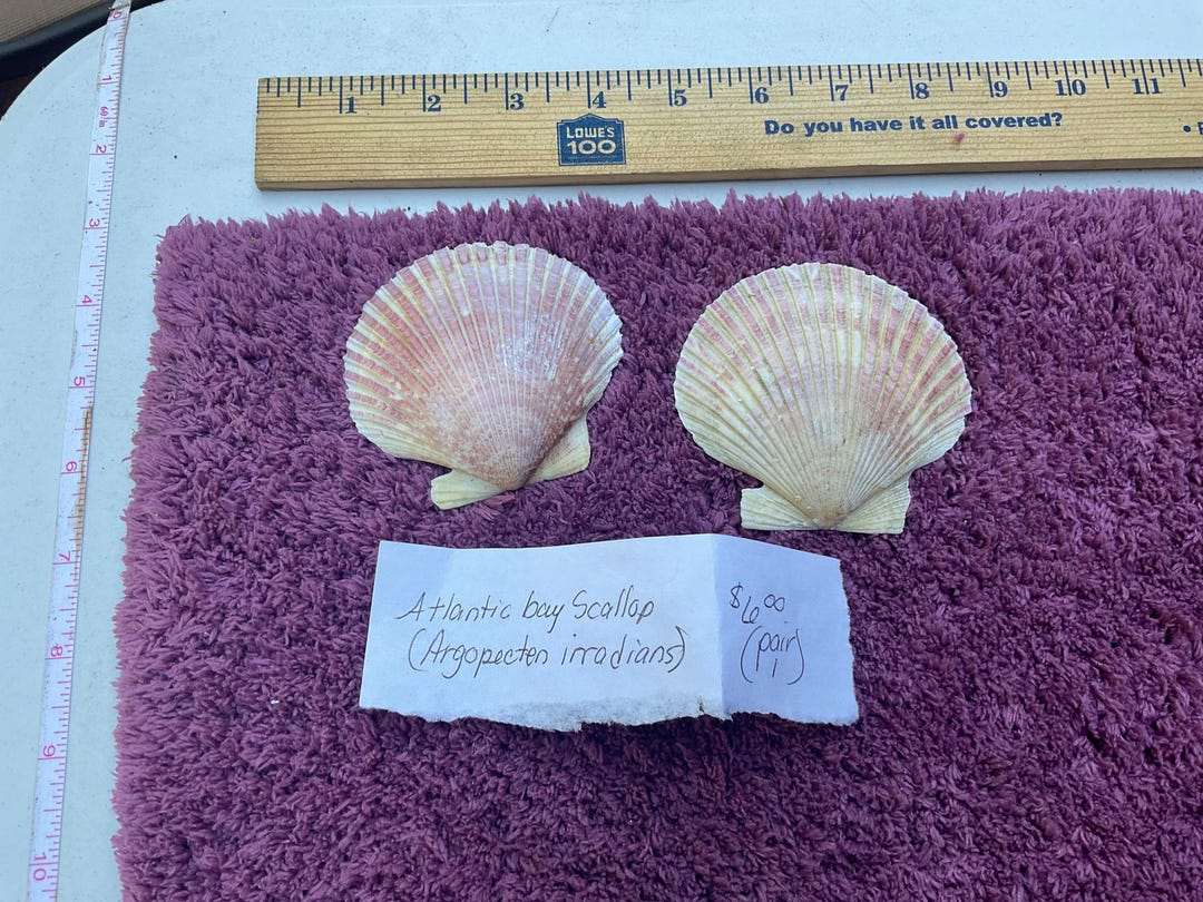 Atlantic Bay Scallop Being Sold as 2 Shells - Etsy