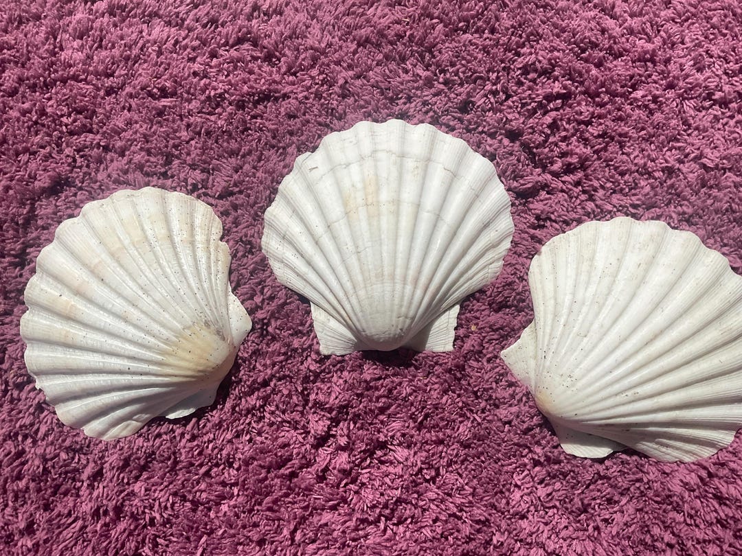 Avalon Scallop Shells Being Sold as Lot of 3 - Etsy