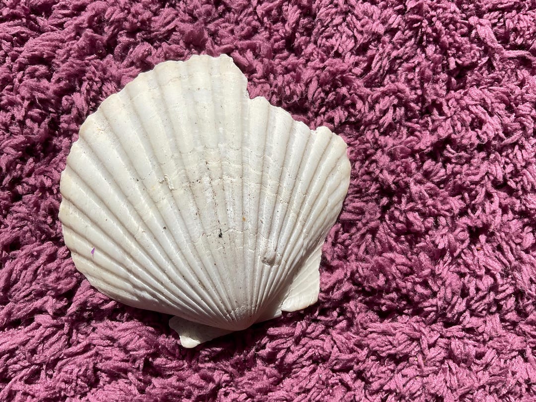 Bay Scallop Shell. White. Argopencten Irradians. Bivalve Mollusk Shell ...
