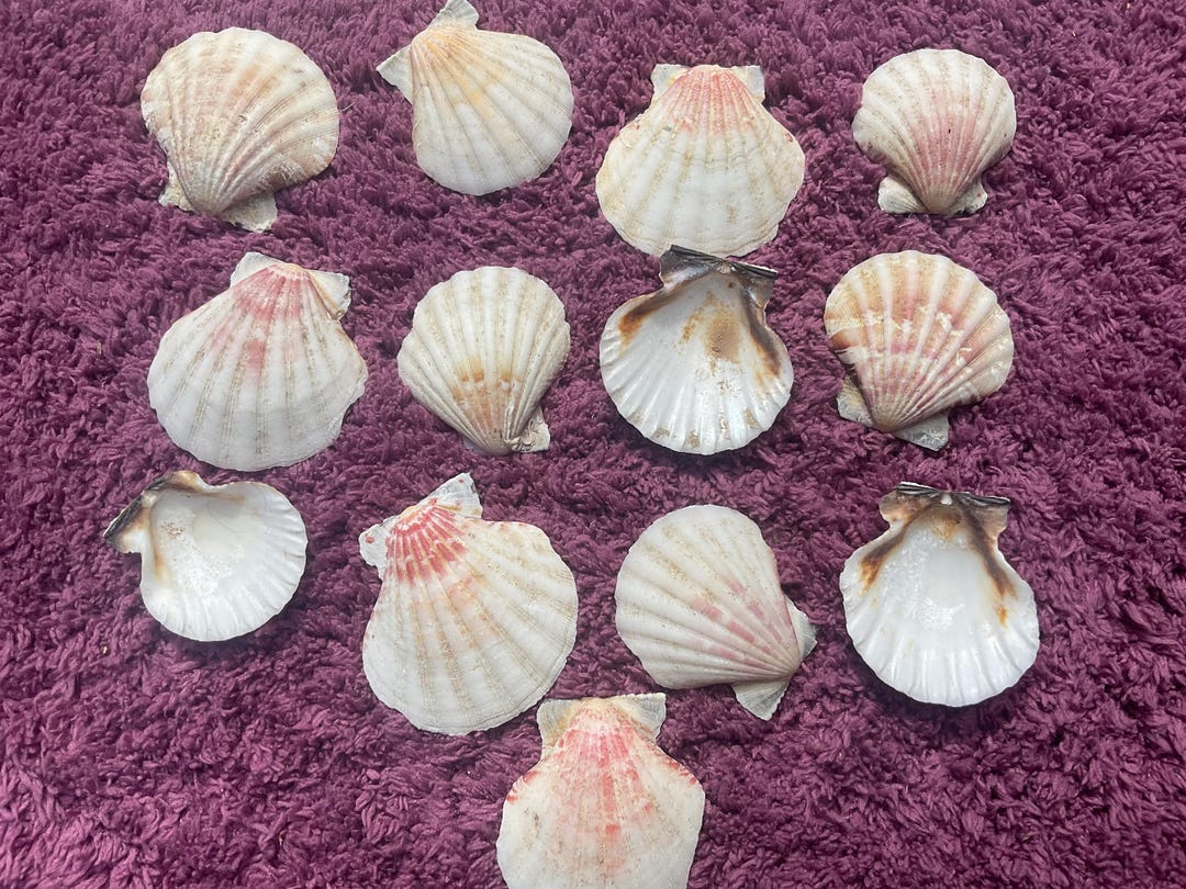 Atlantic Sea Scallop Shells W/reddish Pink Edges Being Sold as a Lot of ...