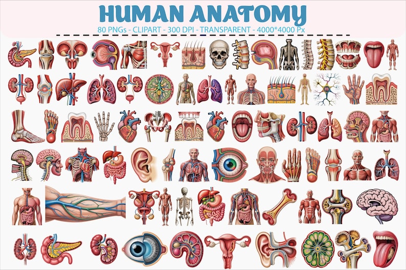 Human Anatomy Clipart Bundle Medical Body Systems PNG Set 300 DPI - Etsy