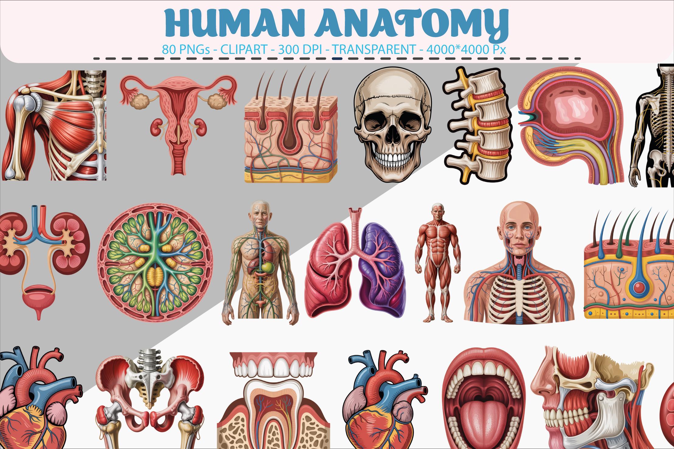 Human Anatomy Clipart Bundle Medical Body Systems PNG Set 300 DPI - Etsy