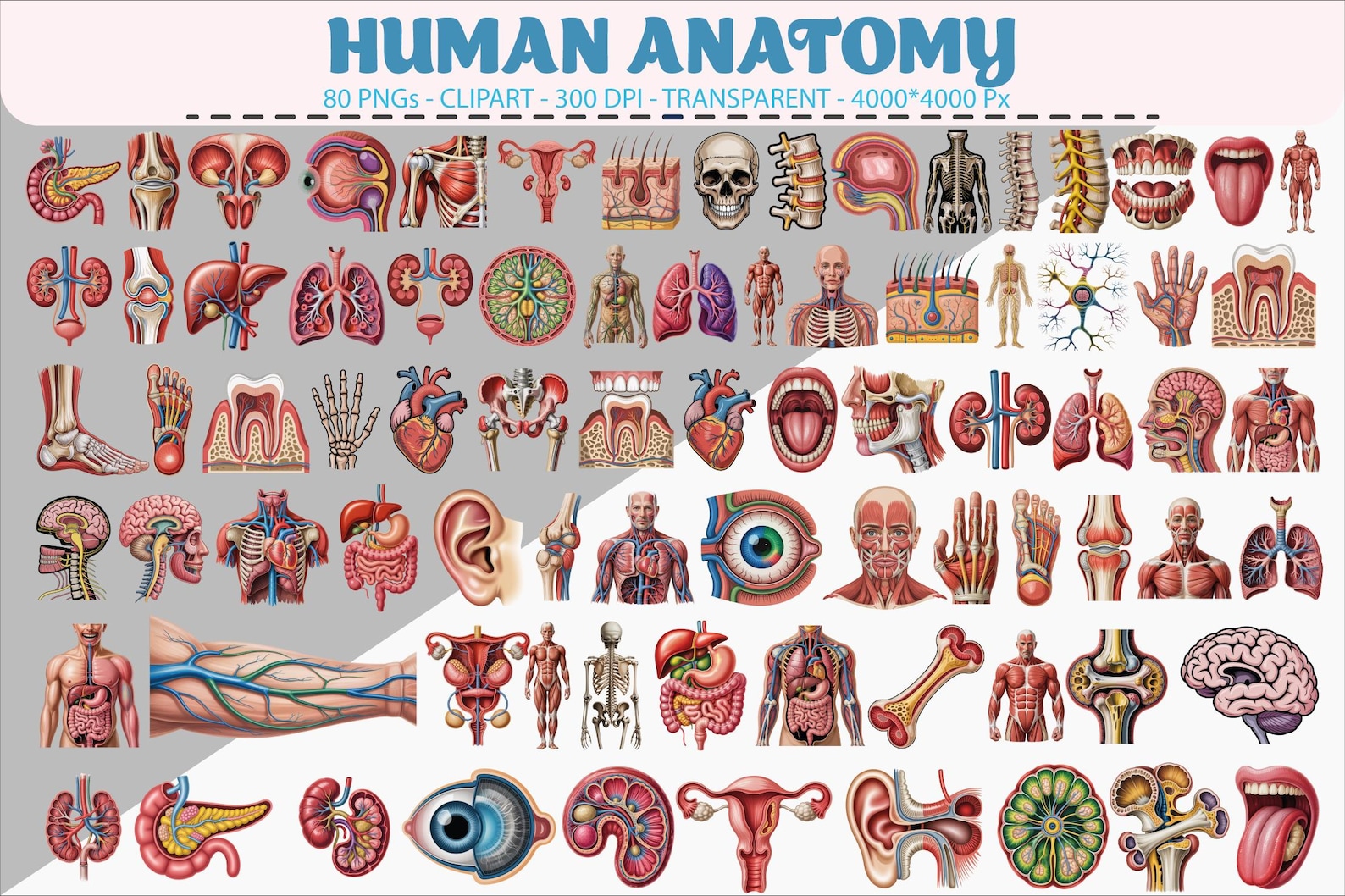Human Anatomy Clipart Bundle Medical Body Systems PNG Set 300 DPI - Etsy