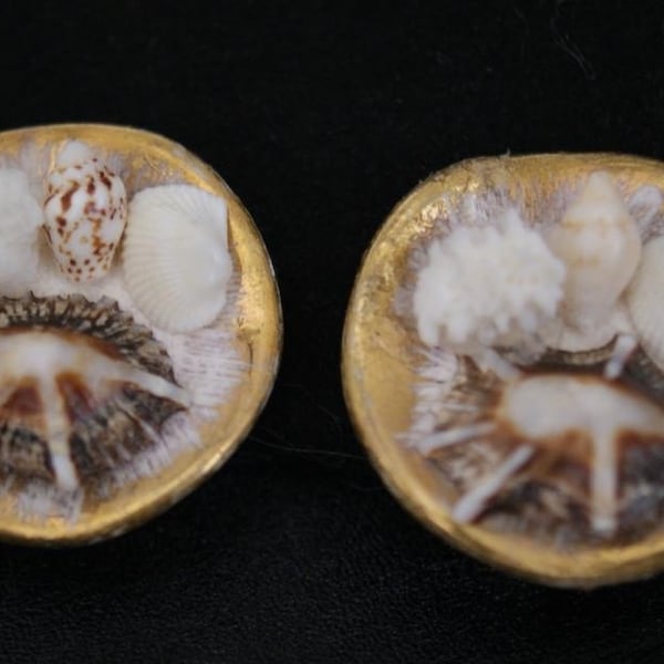 Rare Sea Shells - Etsy