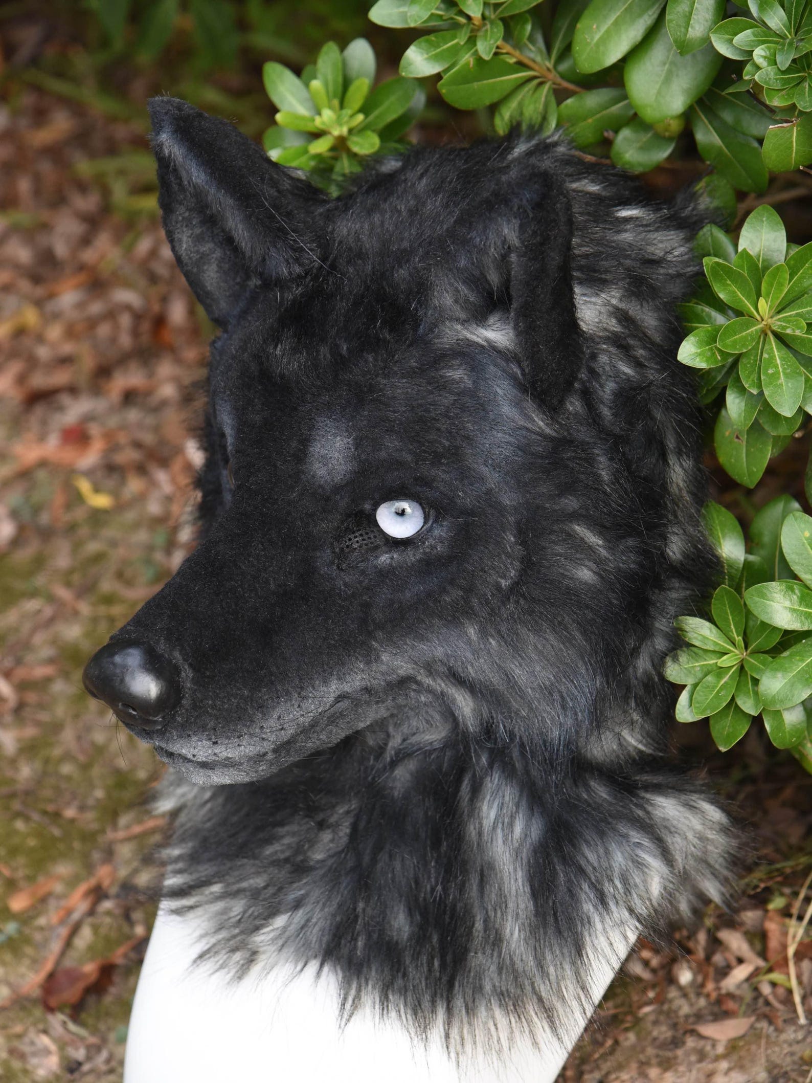 Premade Realistic Wolf Fursuit-movable Jaw-wolf Head Halloween Cosplay ...