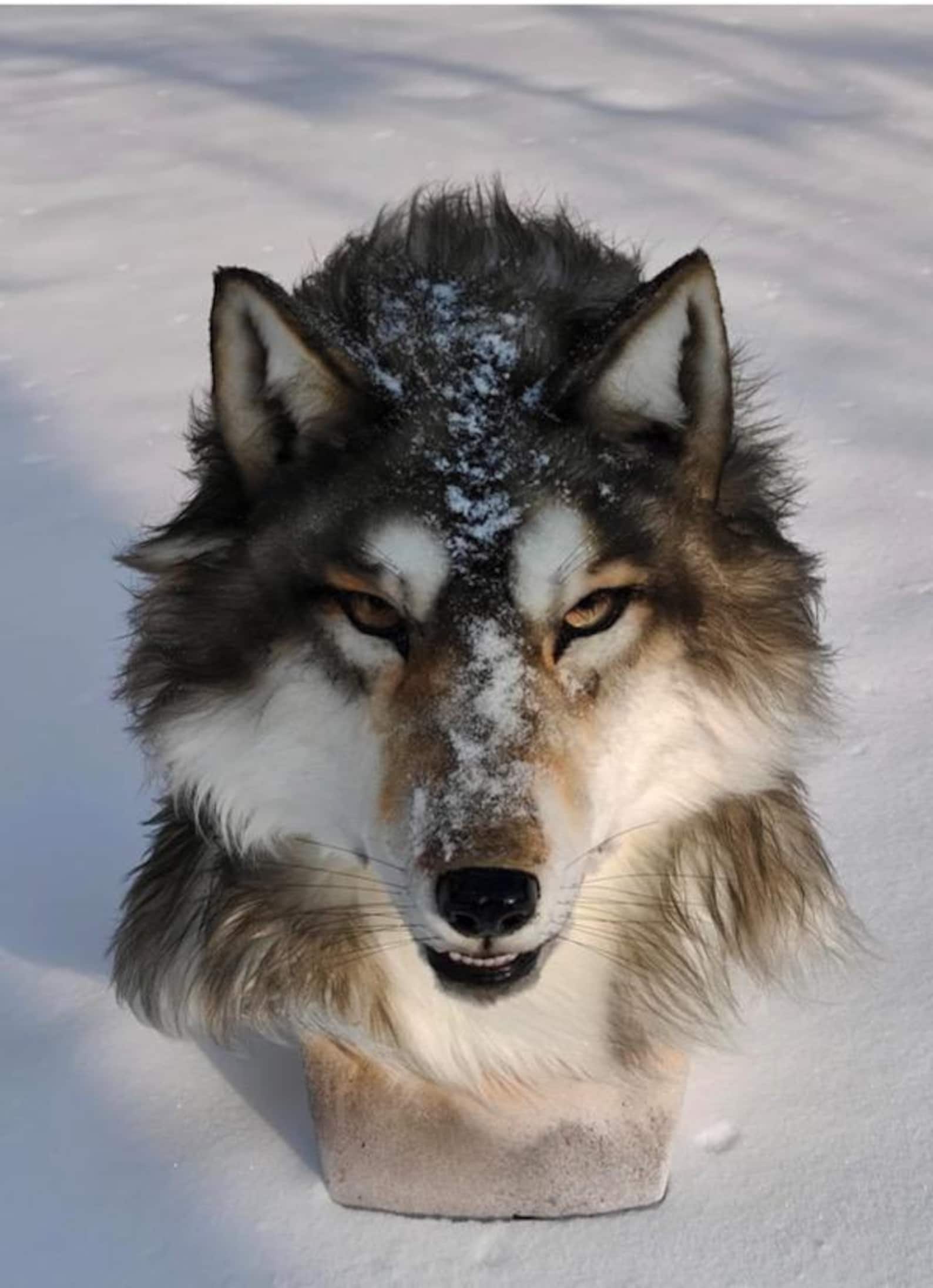 Realistic Wolf Fursuit Head – Handmade Animal Cosplay Mask – Costume ...