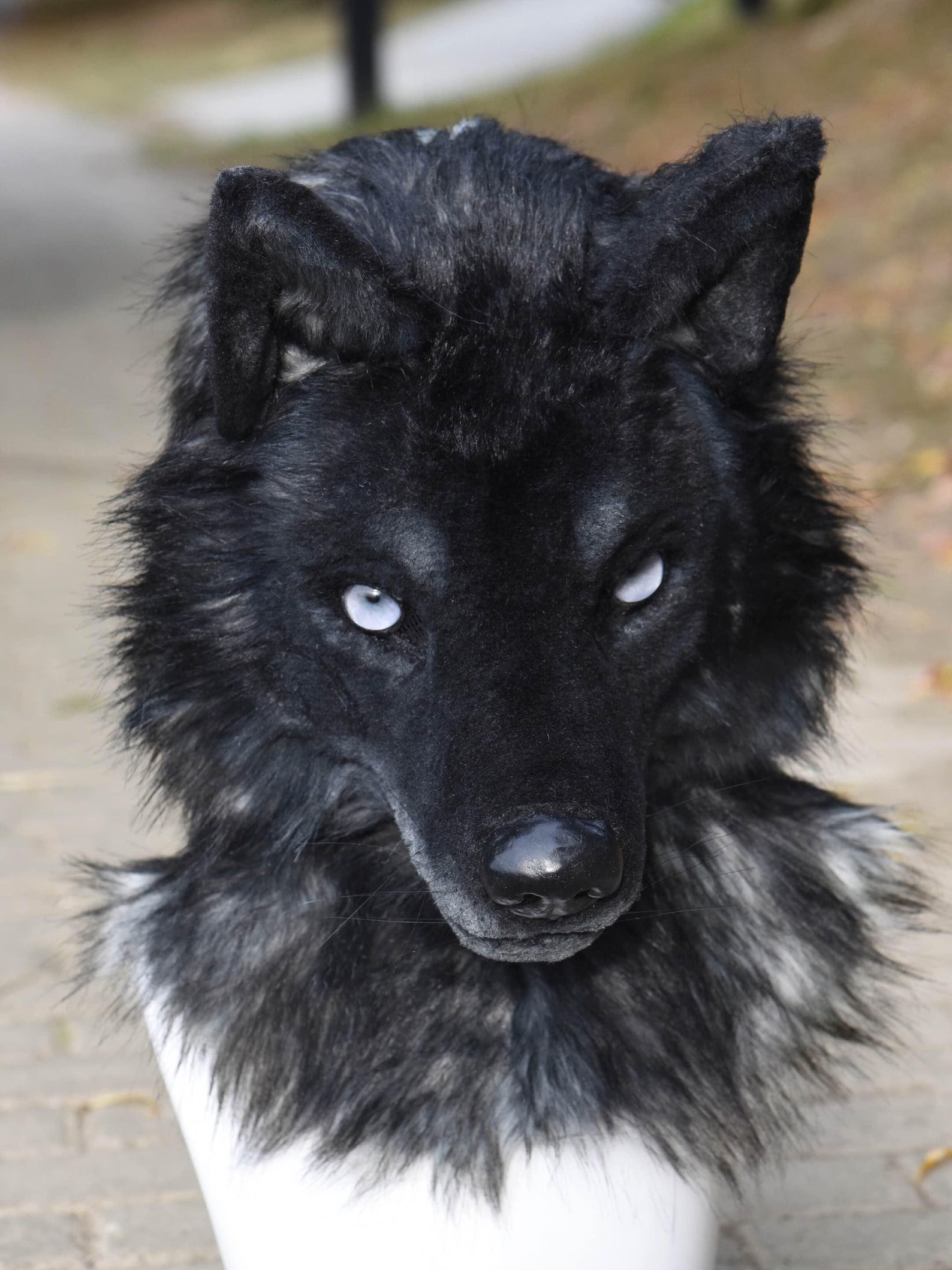 Premade Realistic Wolf Fursuit-movable Jaw-wolf Head Halloween Cosplay ...