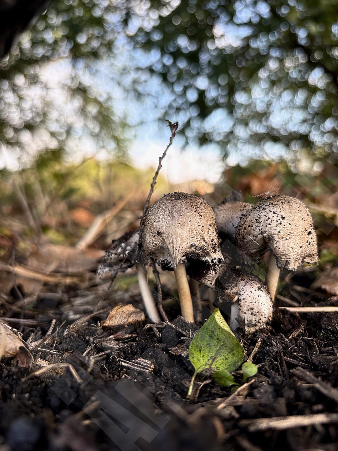From the Soil: Rustic Fungi Digital Print for Woodland Decor - Etsy