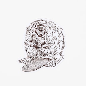 BEAVER Vinyl Sticker, Bumper Sticker, Nature Lover, Appalachian Fauna ...