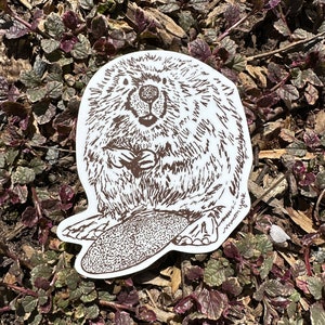 BEAVER Vinyl Sticker, Bumper Sticker, Nature Lover, Appalachian Fauna ...