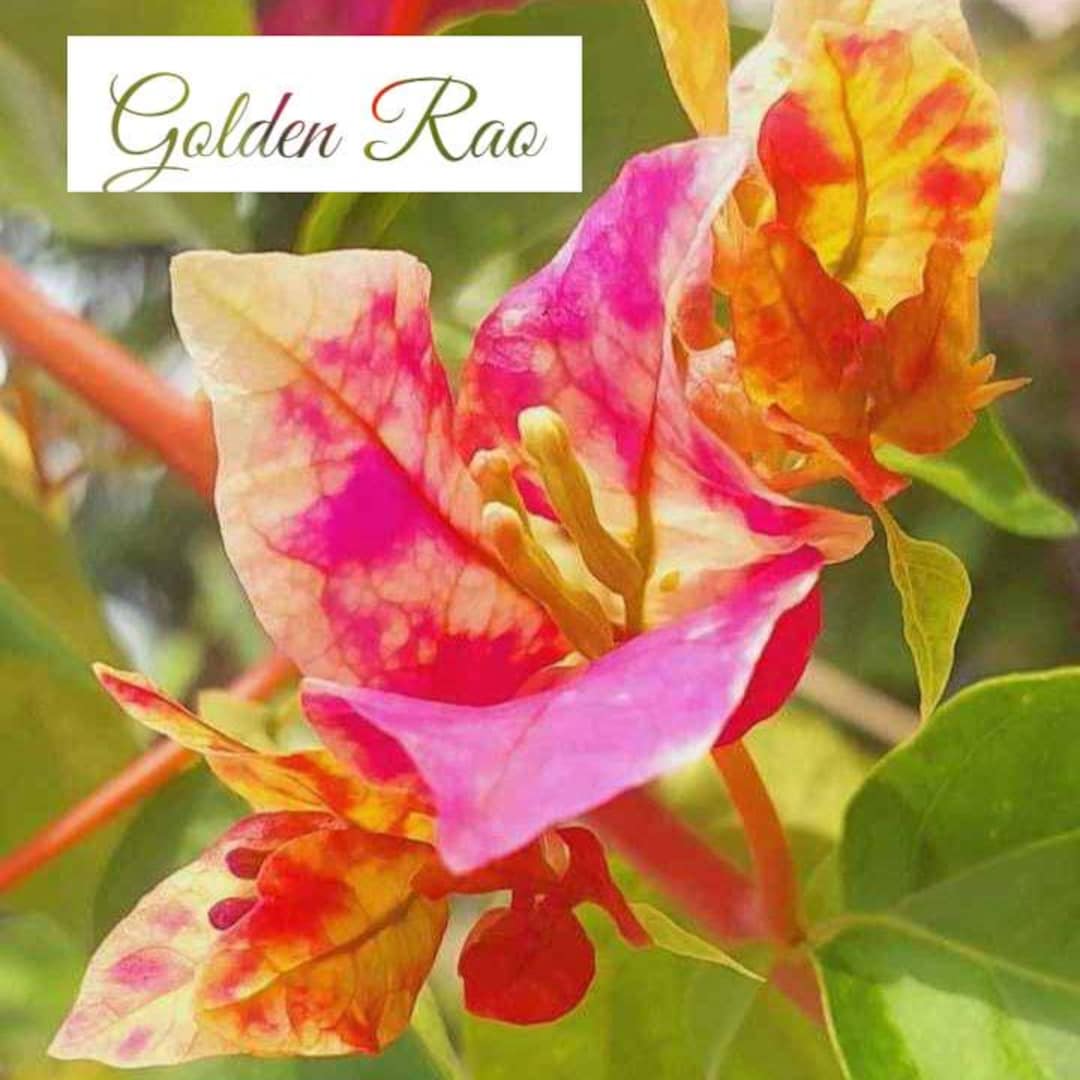 Just Bougies: Rare Rooted GOLDEN RAO Bougainvillea - Ships in the US ...