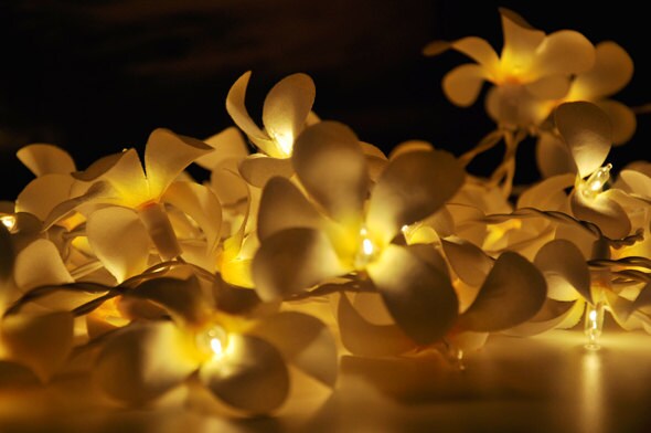 White With Yellow Frangipani Flower String Lights for - Etsy