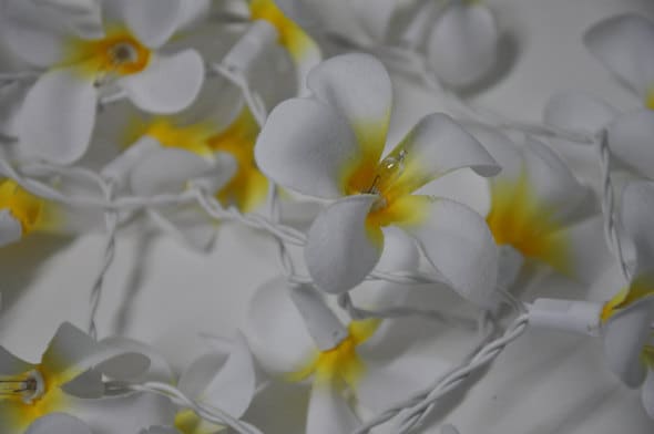 White With Yellow Frangipani Flower String Lights for - Etsy