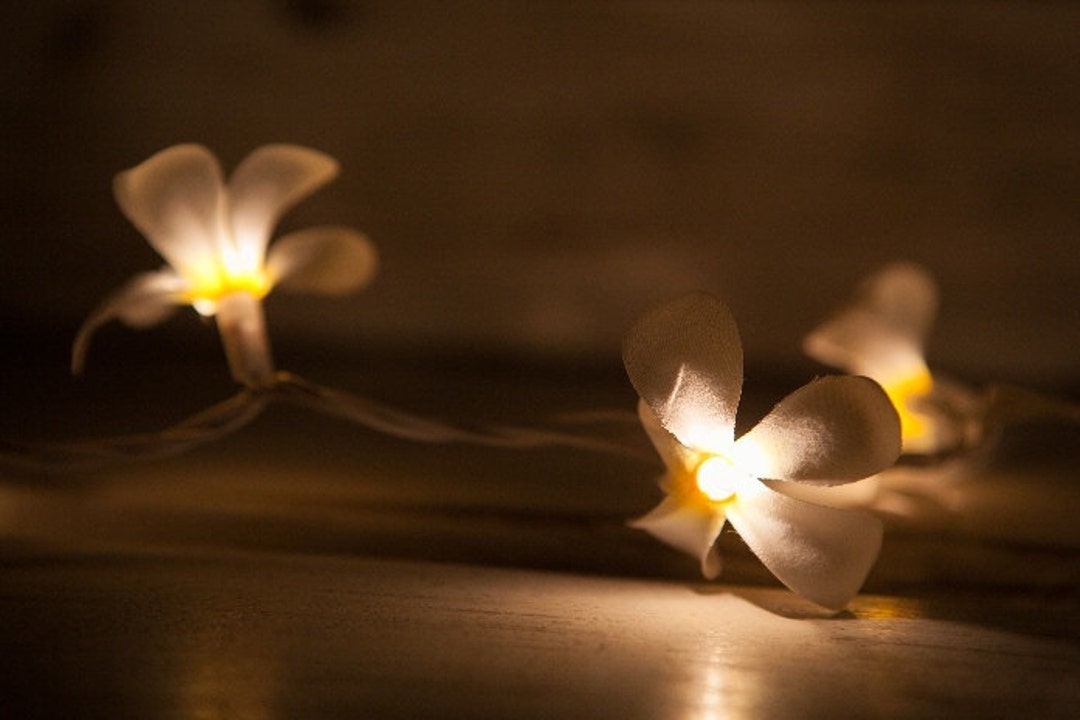 35 Bulbs Classic White Frangipani Flower String Lights for - Etsy