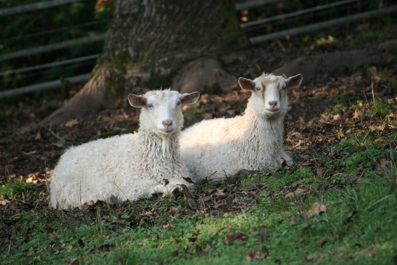 Pure Pygora Rovings White - Etsy