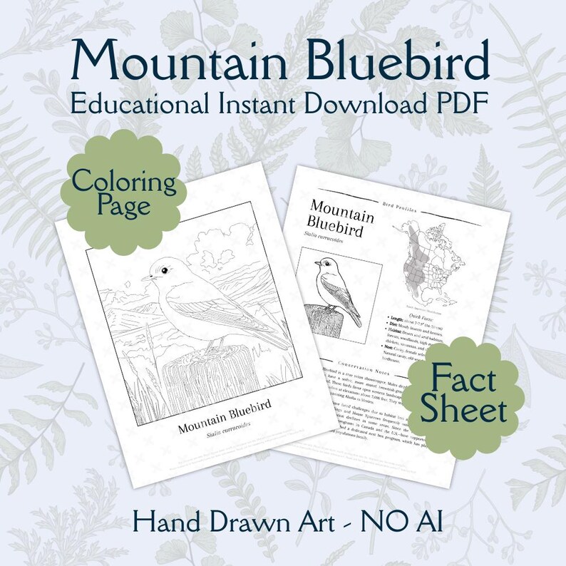 Mountain Bluebird Coloring Page: Bird Facts, Educational Art (printable ...