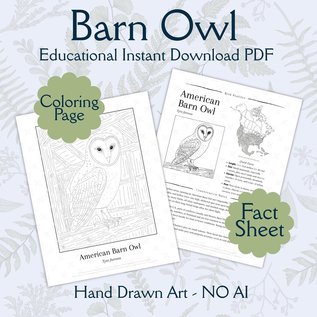 American Barn Owl Coloring Page: Bird Facts, Wildlife Art (printable ...