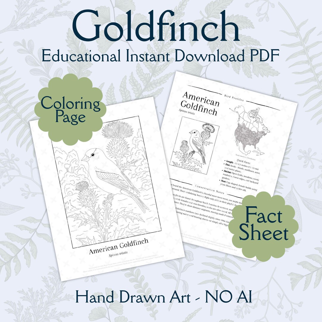 American Goldfinch Coloring Page: Bird Facts, Educational Wildlife Art ...