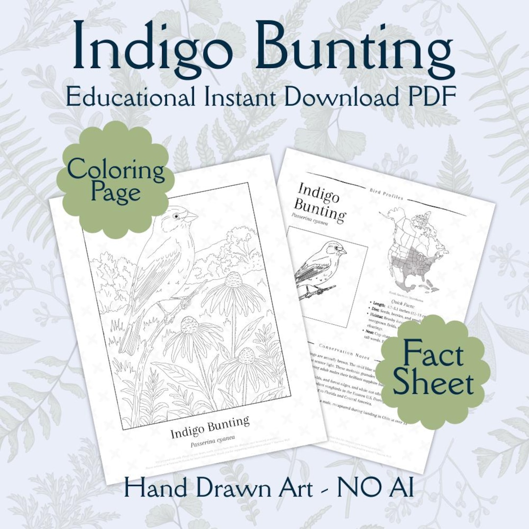 Indigo Bunting Coloring Page: Bird Facts, Educational Wildlife Art ...