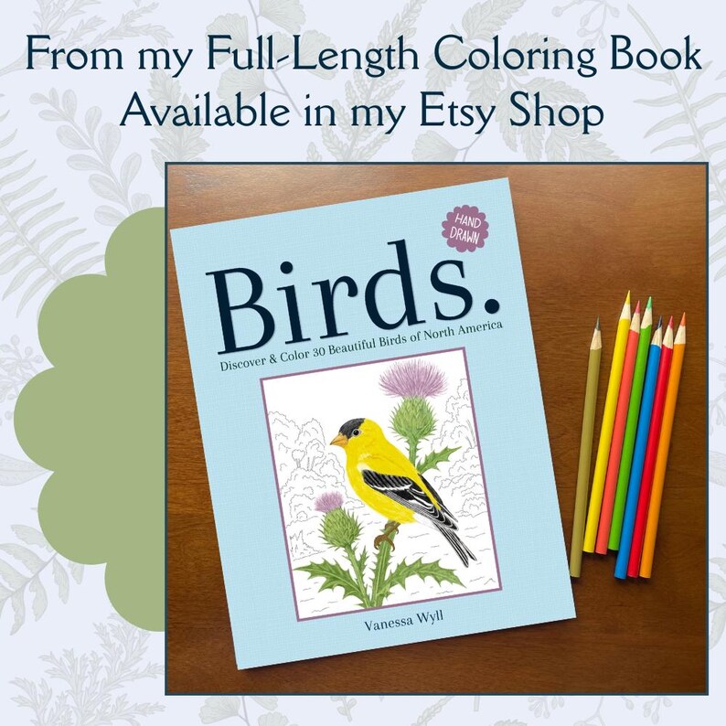 Mountain Bluebird Coloring Page: Bird Facts, Educational Art (printable ...