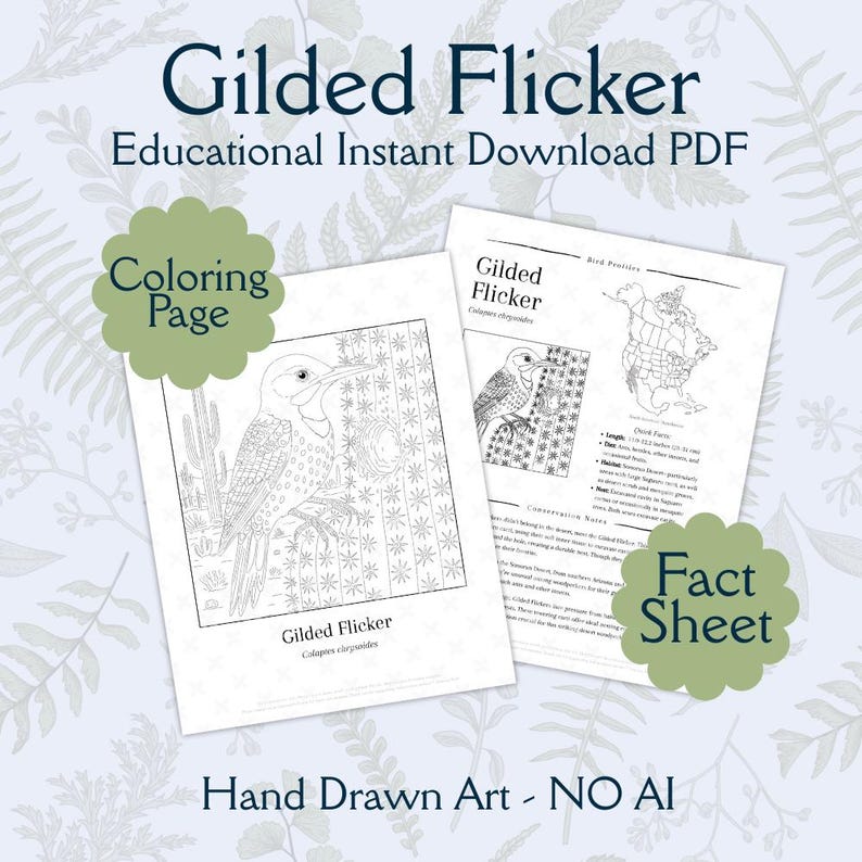 Gilded Flicker Coloring Page: Bird Facts, Educational Art (printable ...
