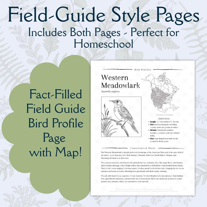 Western Meadowlark Coloring Page: Bird Facts, Educational Art ...