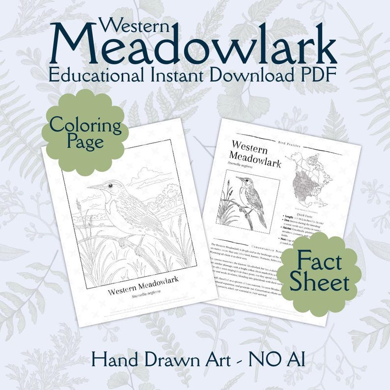 Western Meadowlark Coloring Page: Bird Facts, Educational Art ...