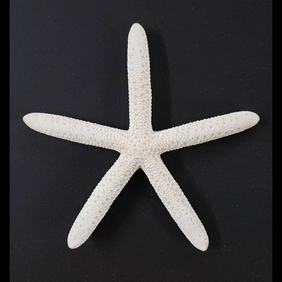 White Finger Starfish Wedding Natural White Starfish Five Finger Sea