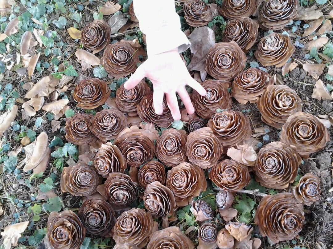 25 Super Cedar Roses - Wooden Roses - Deodar Cedar Pine Cone - Etsy