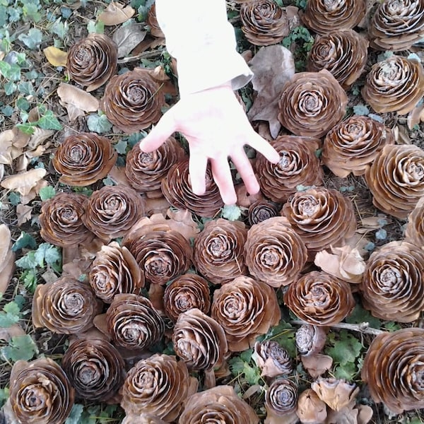 Cedar Roses - Etsy