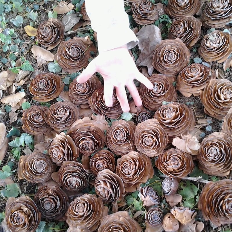 Cedar Roses - Etsy