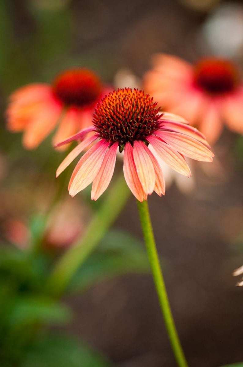 Pink and Peach Sunset Echinacea Coneflower Mix Seeds - 25+ Seeds - Etsy