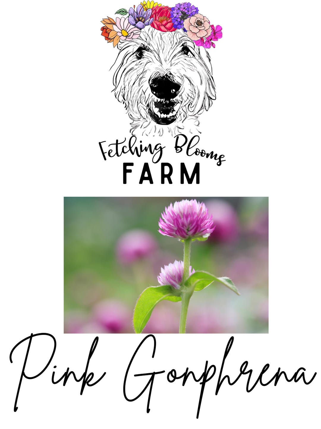 Truffula Pink Gomphrena Pink Globe Amaranth Seeds - 25+ Seeds - Etsy