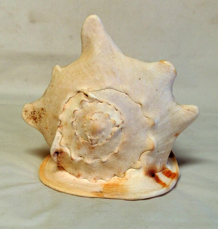 Vtg Large Horned Helmet Queen King Conch Seashell Nautical Beach Decor ...