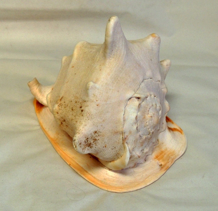 Vtg Large Horned Helmet Queen King Conch Seashell Nautical Beach Decor ...