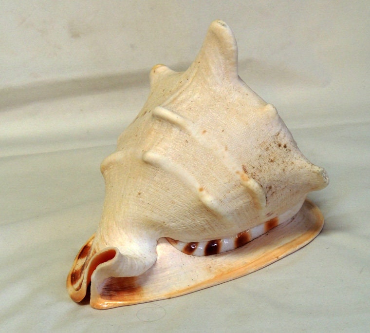 Vtg Large Horned Helmet Queen King Conch Seashell Nautical Beach Decor ...