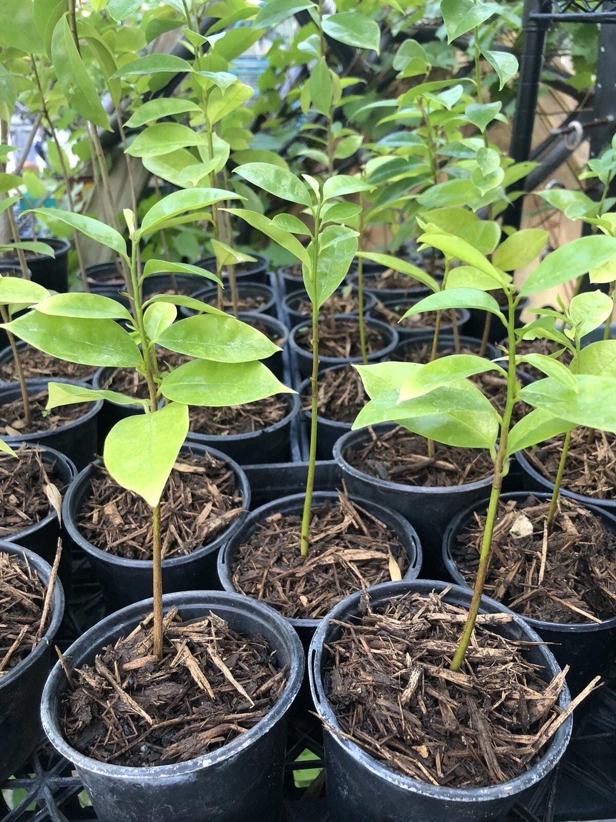 Live Soursop (guanabana) Seedling - Tropical Fruit Tree 5-6" - Etsy