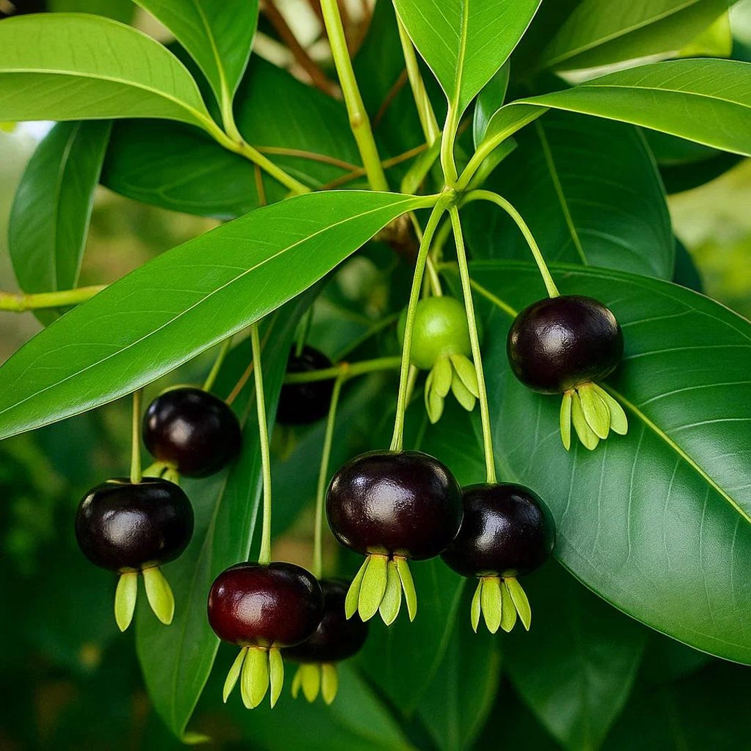 Grumichama Brazilian Cherry Tree – Live Eugenia Brasiliensis Tropical ...